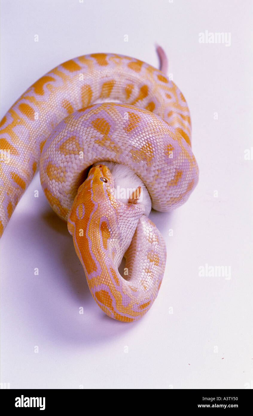 Albino Burmese python python molurus bivittatus swallowing rat Stock ...