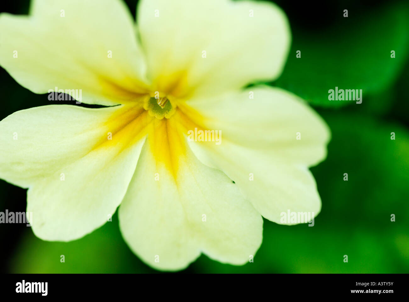 Primrose Primula vulgaris close-up Stock Photo - Alamy