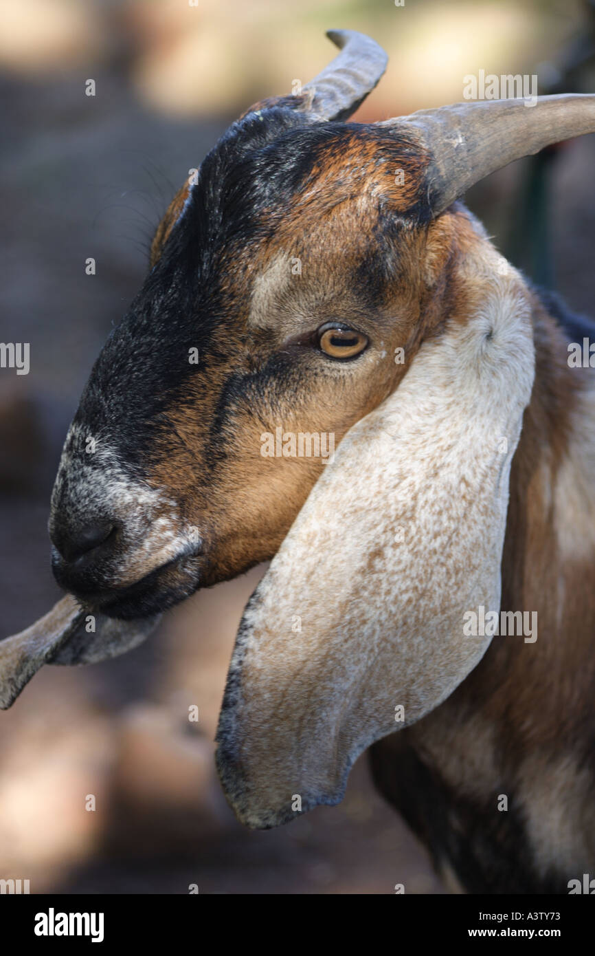 HEAD AND SHOULDERS SHOT OF A GOAT Stock Photo - Alamy