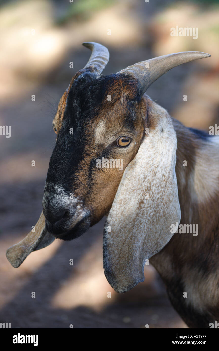HEAD AND SHOULDERS SHOT OF A GOAT Stock Photo - Alamy