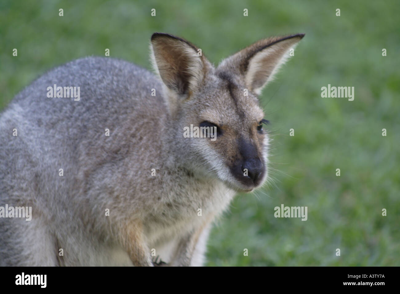 AUSTRALIAN ICON THE KANGAROO Stock Photo - Alamy