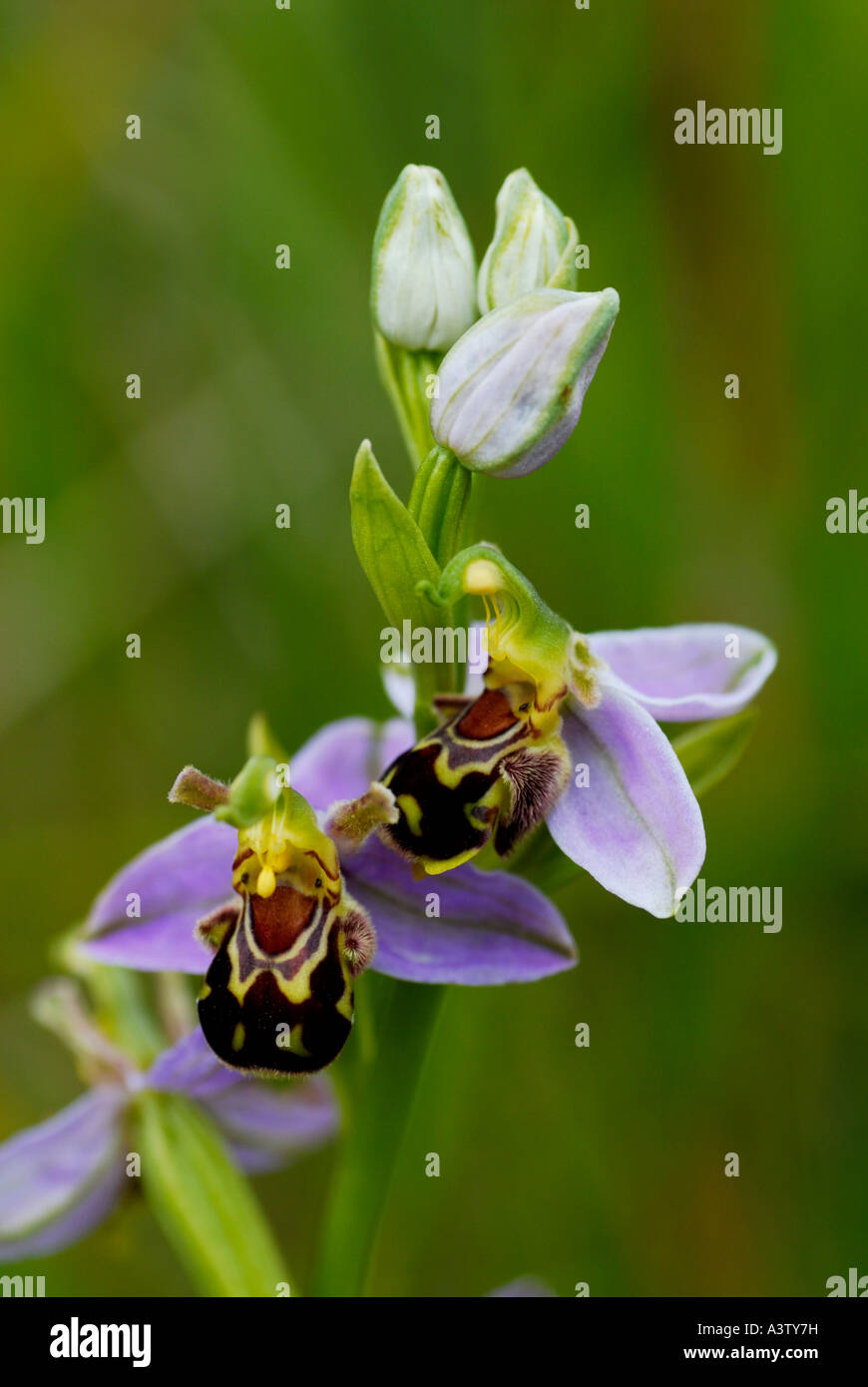 Ophrys apifera Bee Orchid Stock Photo - Alamy