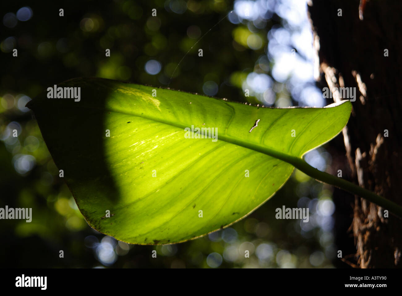 A BIG GREEN LEAF BACKLIT BY THE SUN Stock Photo - Alamy