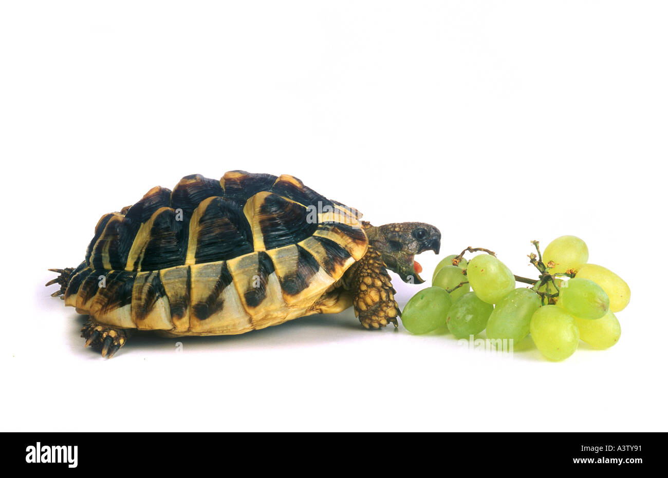 Hermans tortoise eating Cut Out Stock Images & Pictures - Alamy