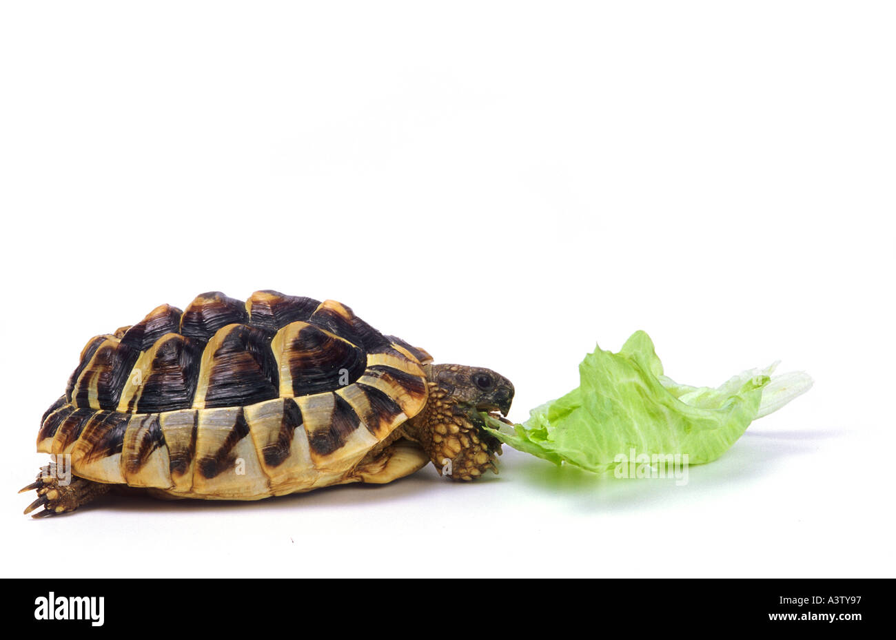 Herman the tortoise hi-res stock photography and images - Alamy