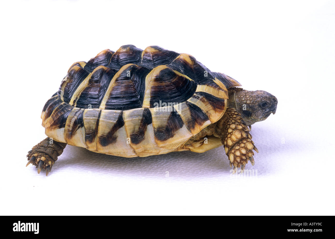 Hermans tortoise testudo hermanii from hi-res stock photography and ...