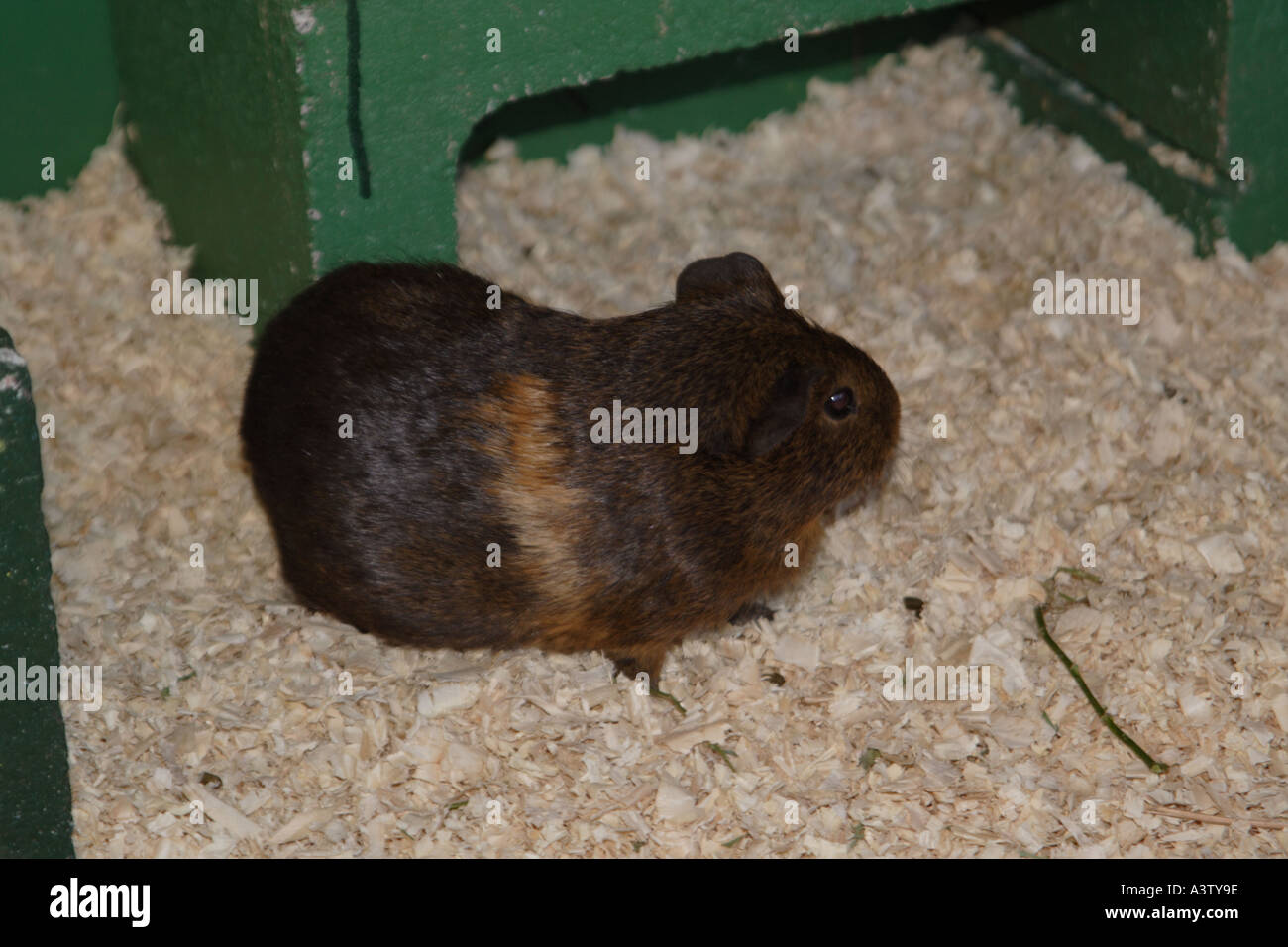 Fat guinea pig hi-res stock photography and images - Alamy
