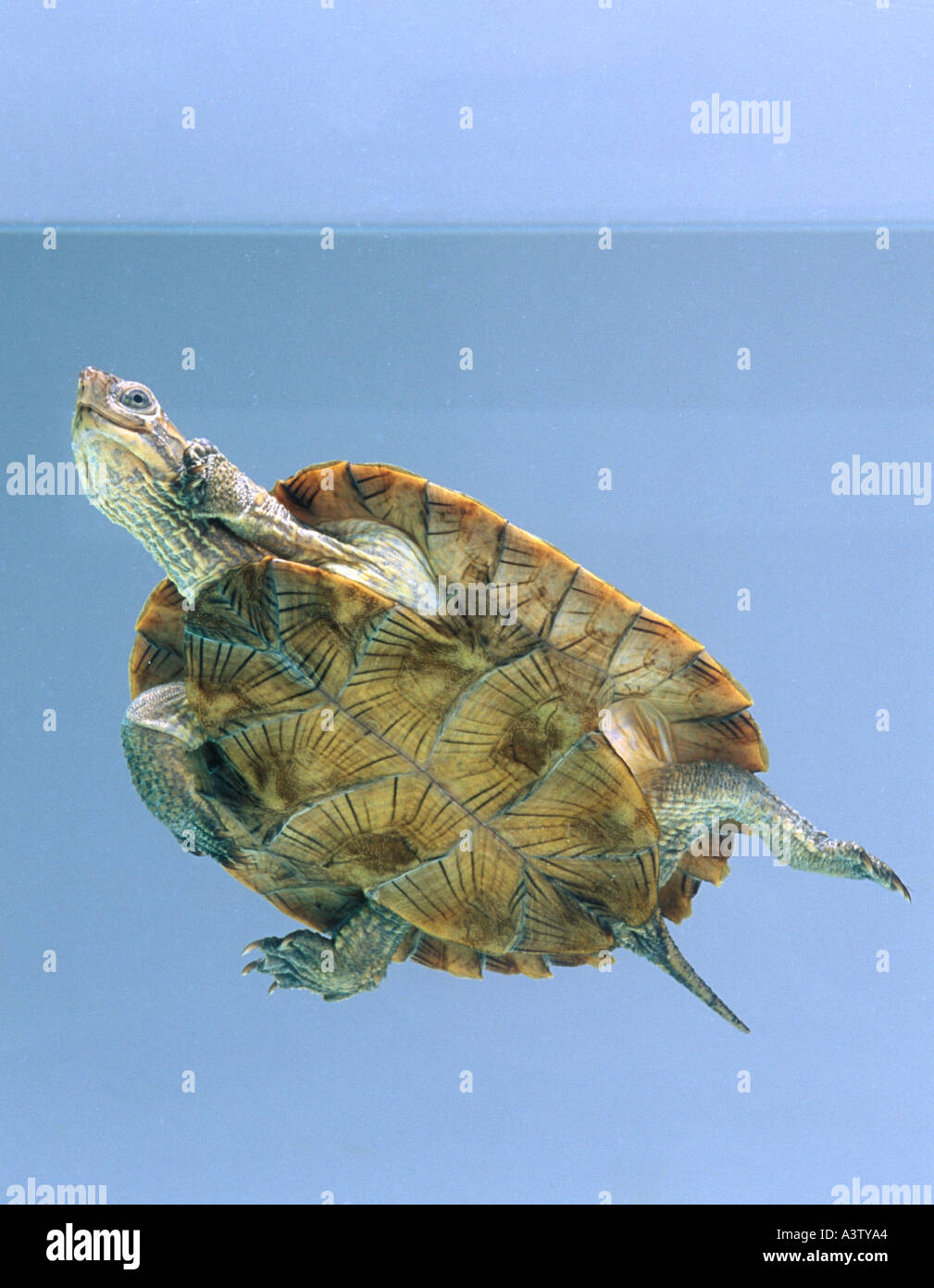 Slider terrapin trachemys scripta elegans from North America Stock ...