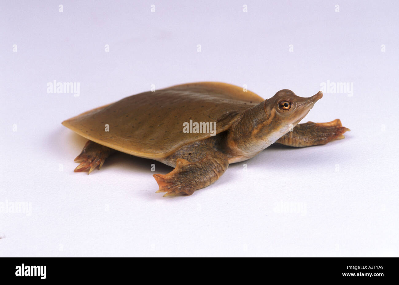 Soft Shell Turtle Trionychidae trionyx from North America Stock Photo ...