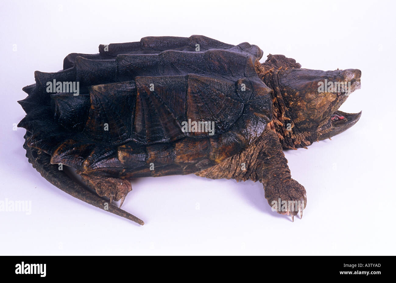 Aligator Snapping turtle Macroclemys temminckii from Southeast USA ...