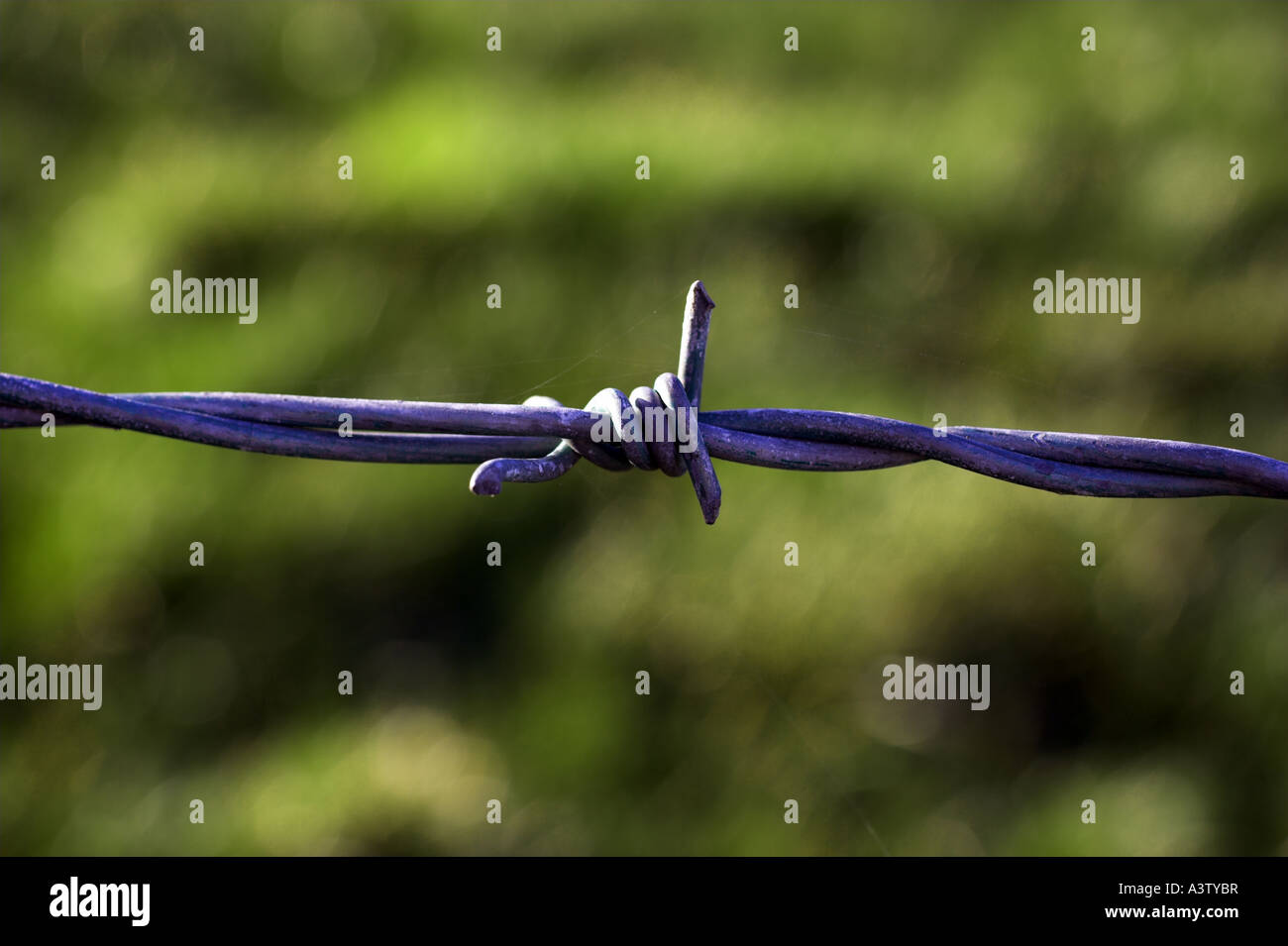 Barbedwires hi-res stock photography and images - Alamy