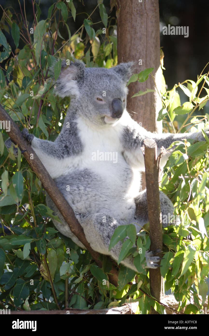 A CUTE KOALA SITTING IN A TREE Stock Photo - Alamy