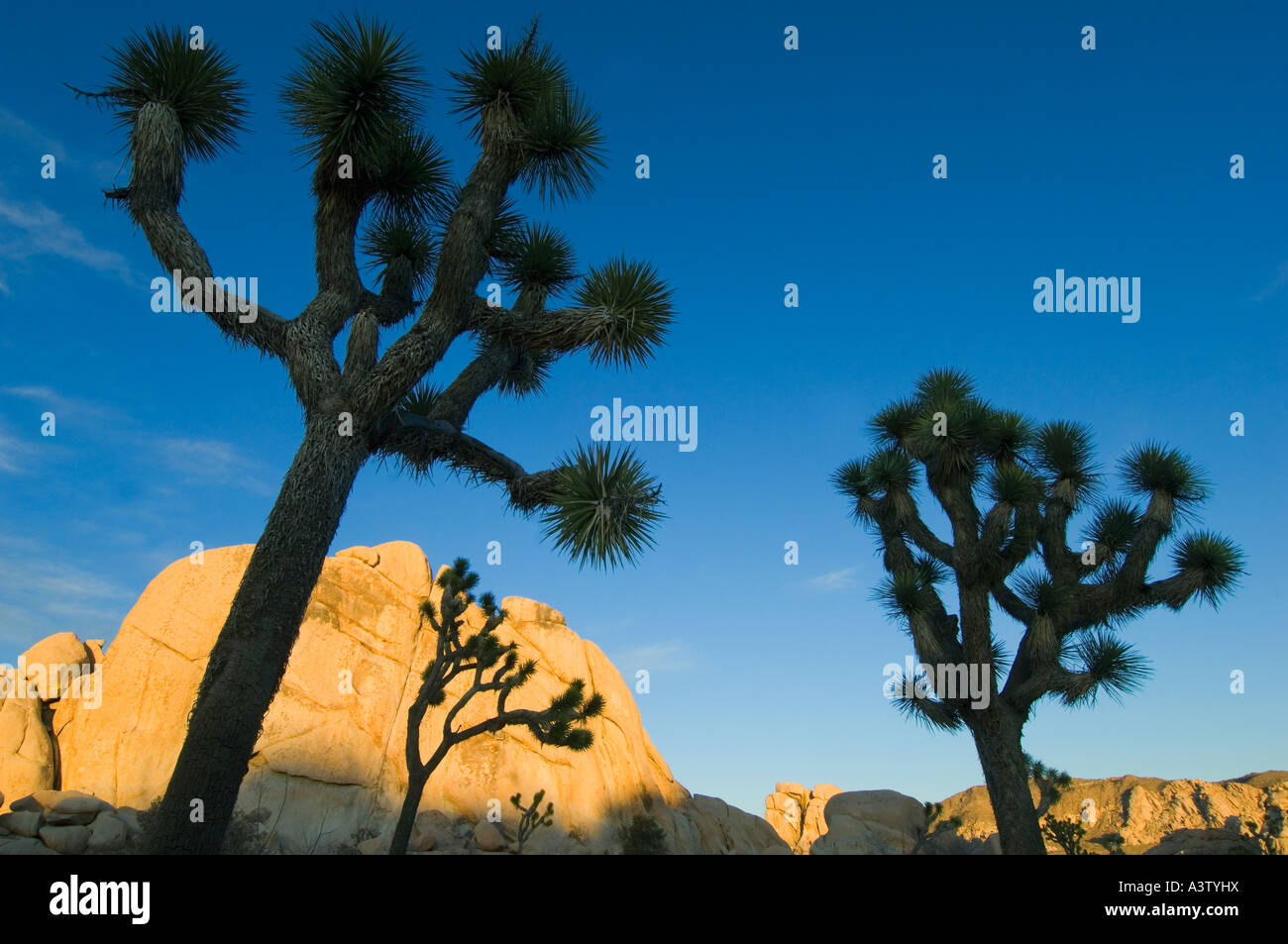 USA, California, Joshua Tree National Park, Joshua Trees (Yucca ...