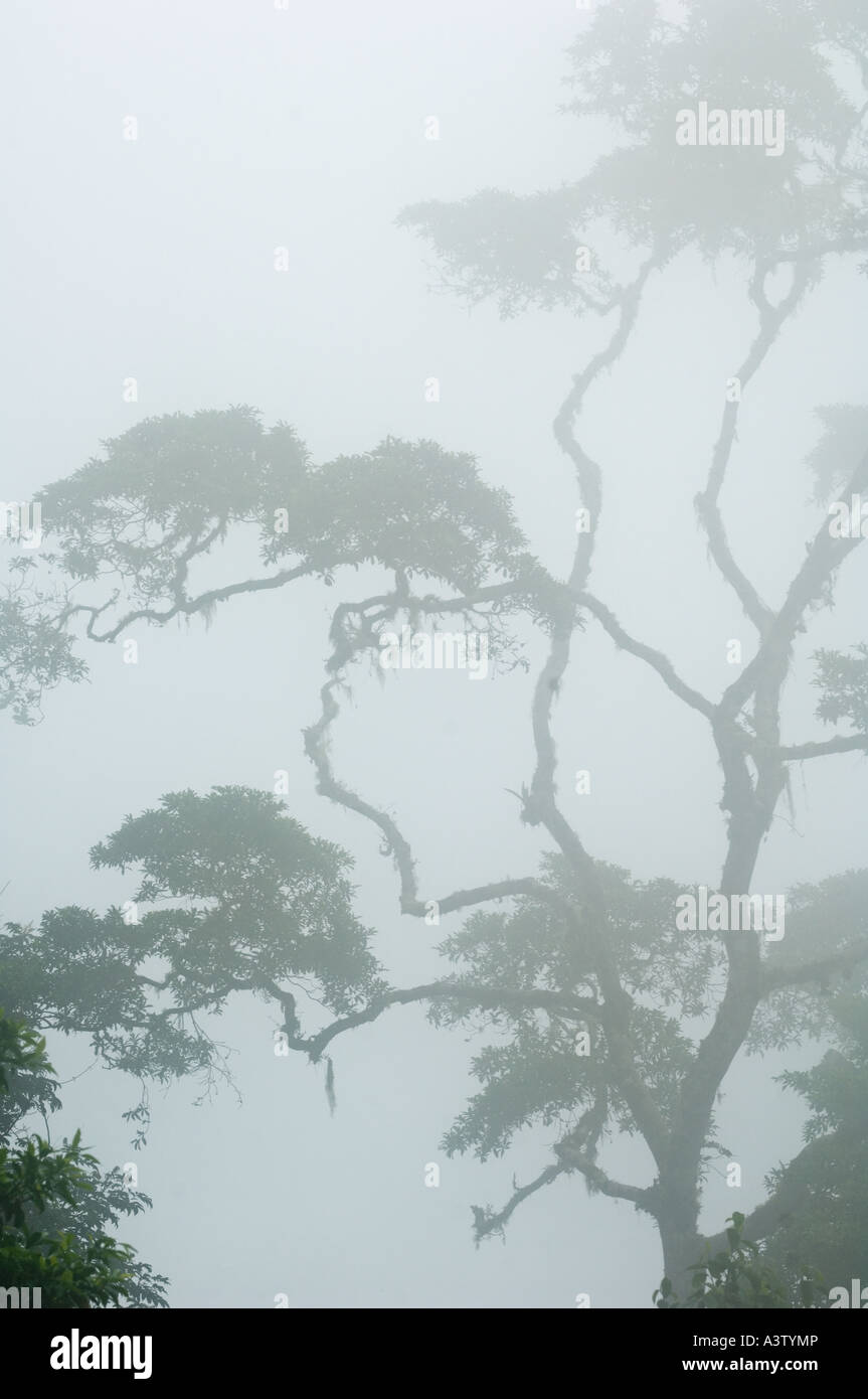 Panama, Darien National Park, Cloud Forest atop Pirre Mountain, ca ...