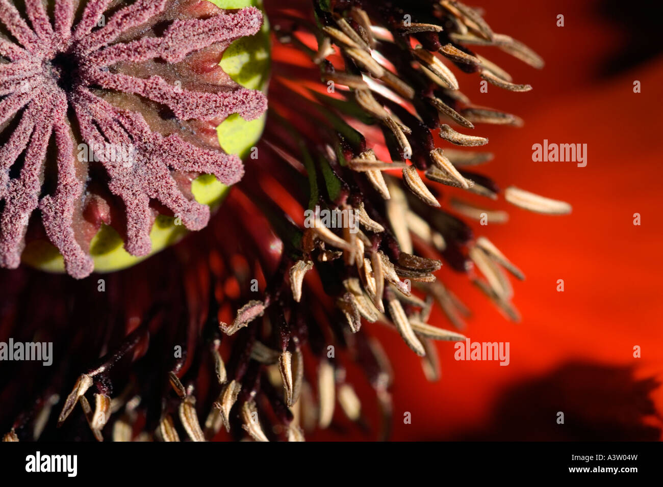 macro of oriental poppy head Stock Photo - Alamy