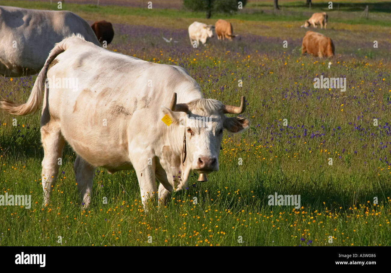 cow on meadow Stock Photo - Alamy