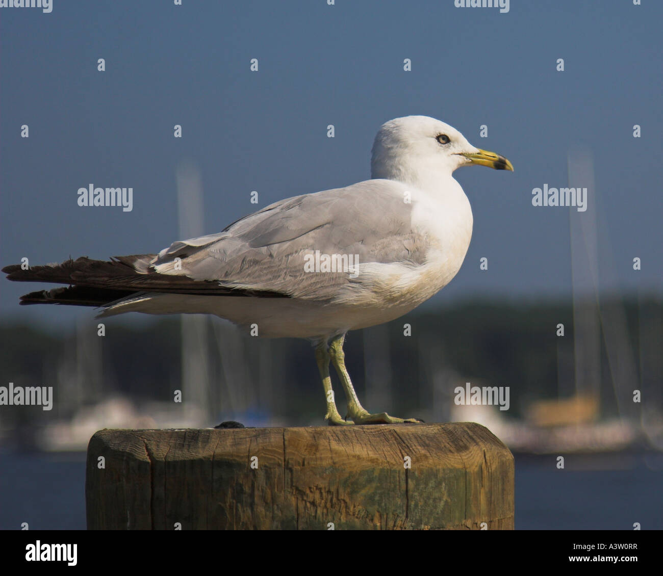 Seagull perched on wood pier with seaport town in background Blue sky ...