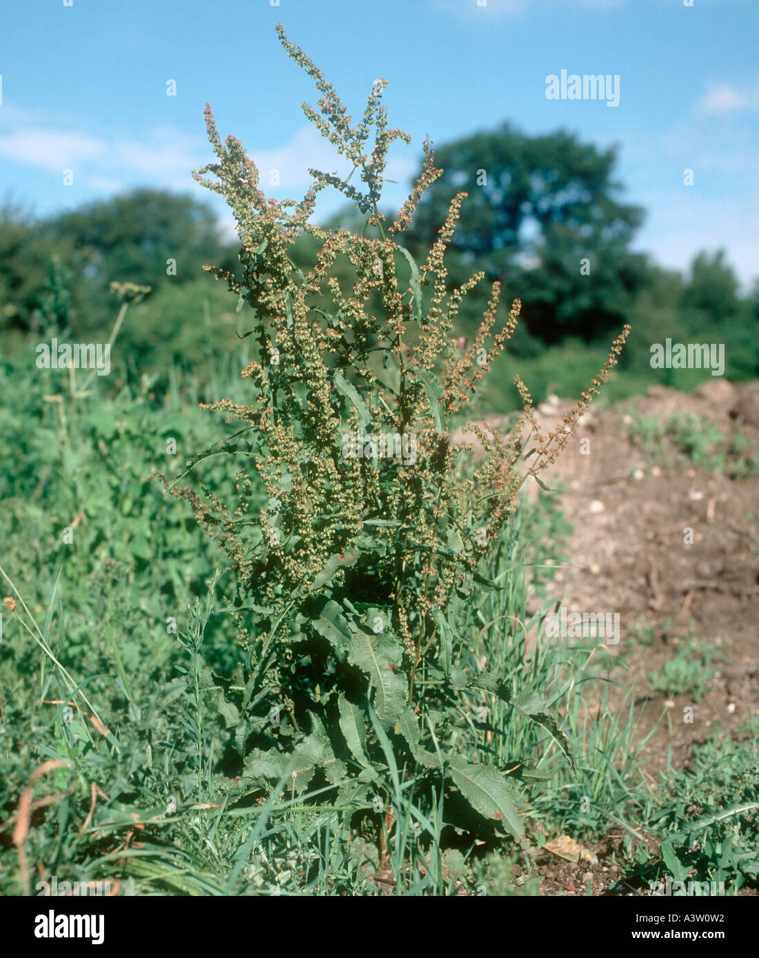 Curled Dock Rumex crispus in plant seeding in waste ground Stock Photo ...