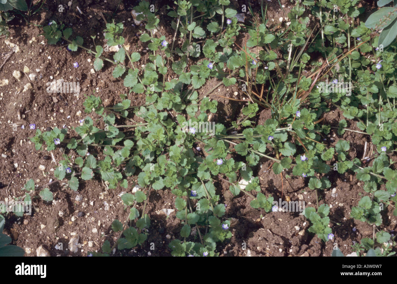 Common Field Speedwell Veronica persica in flower Stock Photo - Alamy