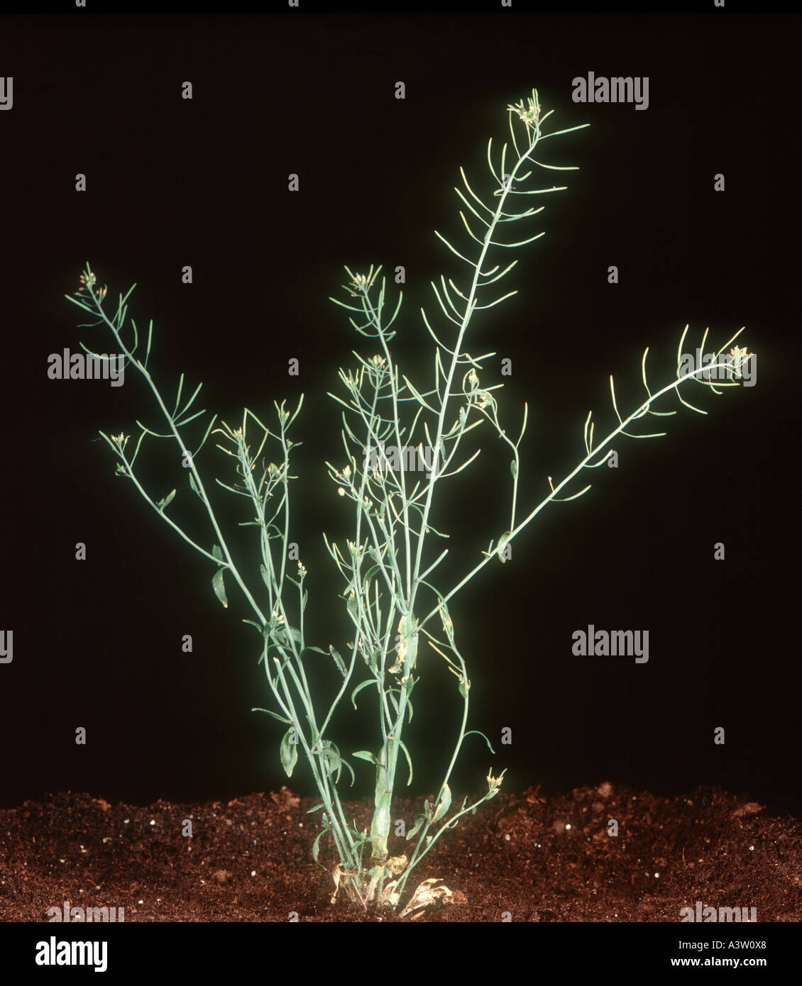 Arabidopsis thaliana hi-res stock photography and images - Alamy