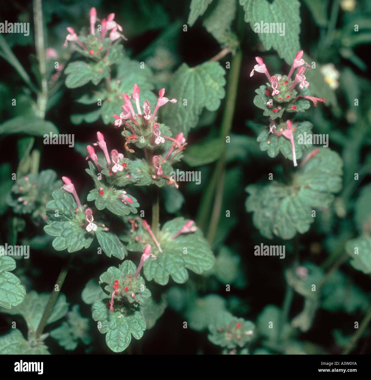 Henbit dead nettle Lamium amplexicaule flowering plants Stock Photo - Alamy