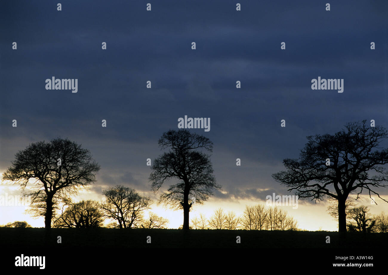 Trees on farmland, Suffolk, UK Stock Photo - Alamy