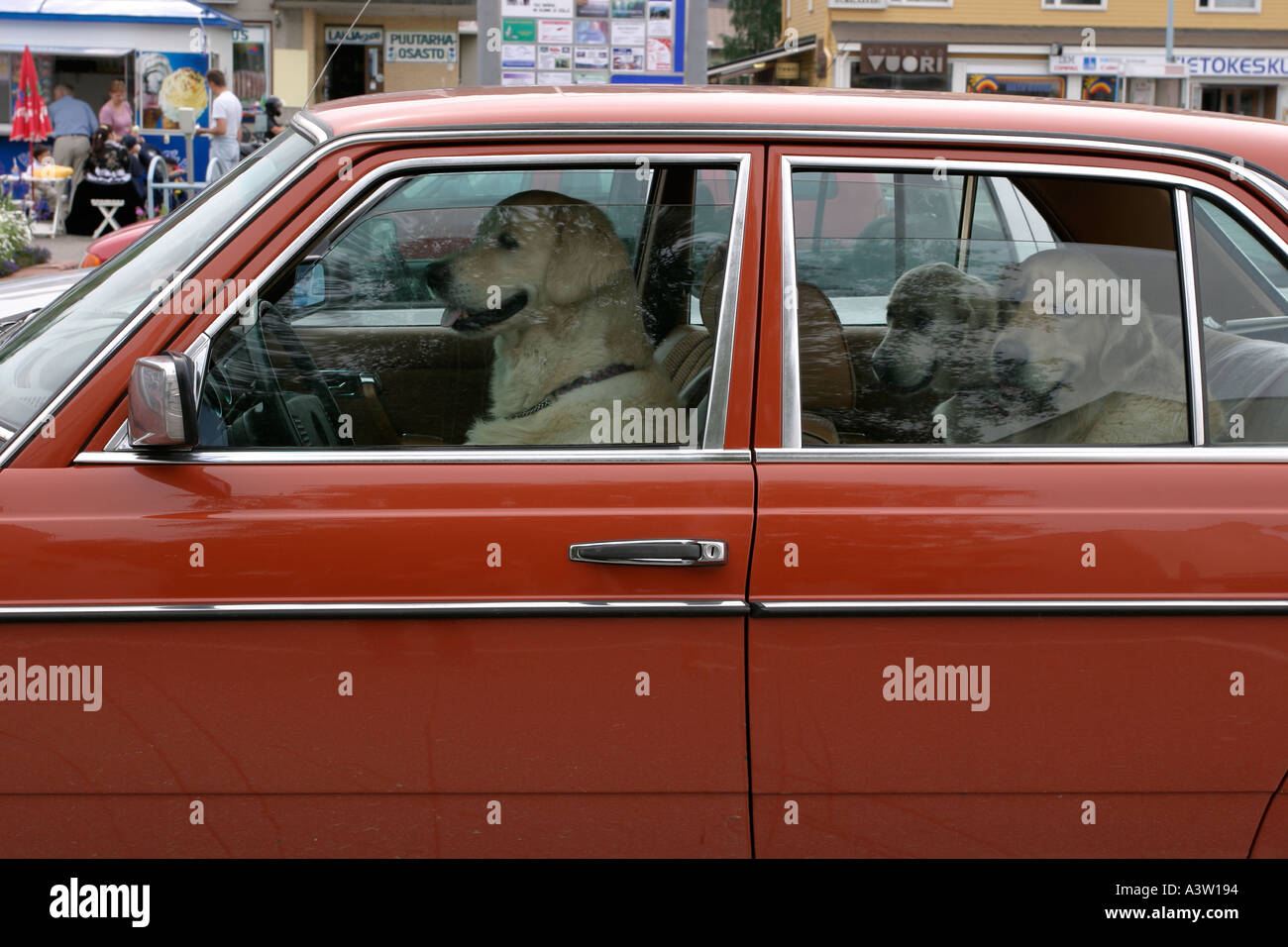 dogs in car Stock Photo - Alamy