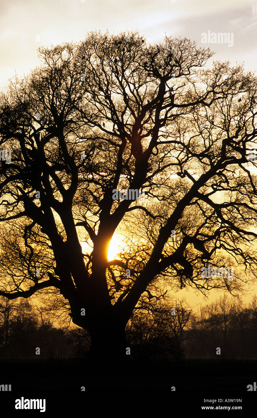 Oak tree uk hi-res stock photography and images - Alamy