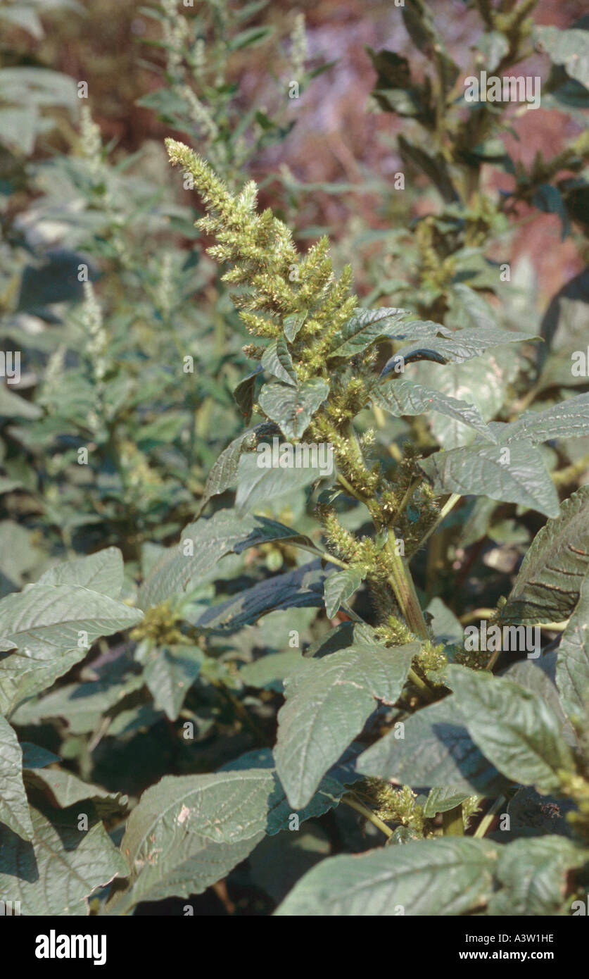 Common Amaranth or Pigweed Amaranthus retroflexus in flower Stock Photo ...