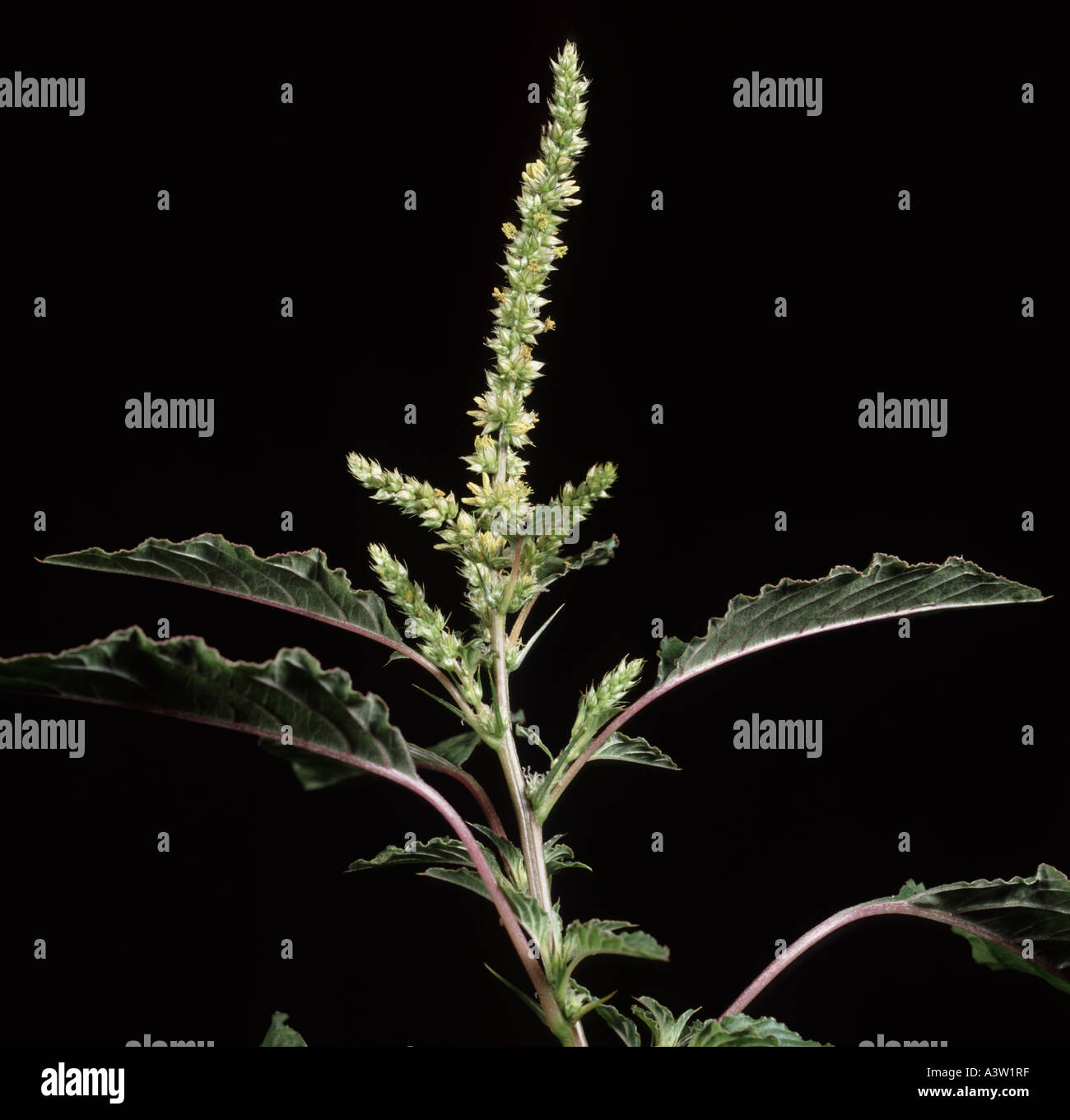 Spanish calulu Amaranthus dubius flower spike Stock Photo - Alamy