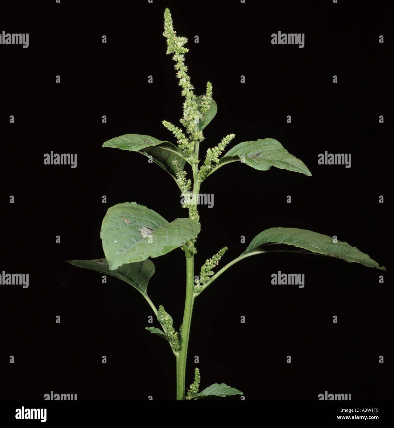 Amaranthus viridis flower hi-res stock photography and images - Alamy