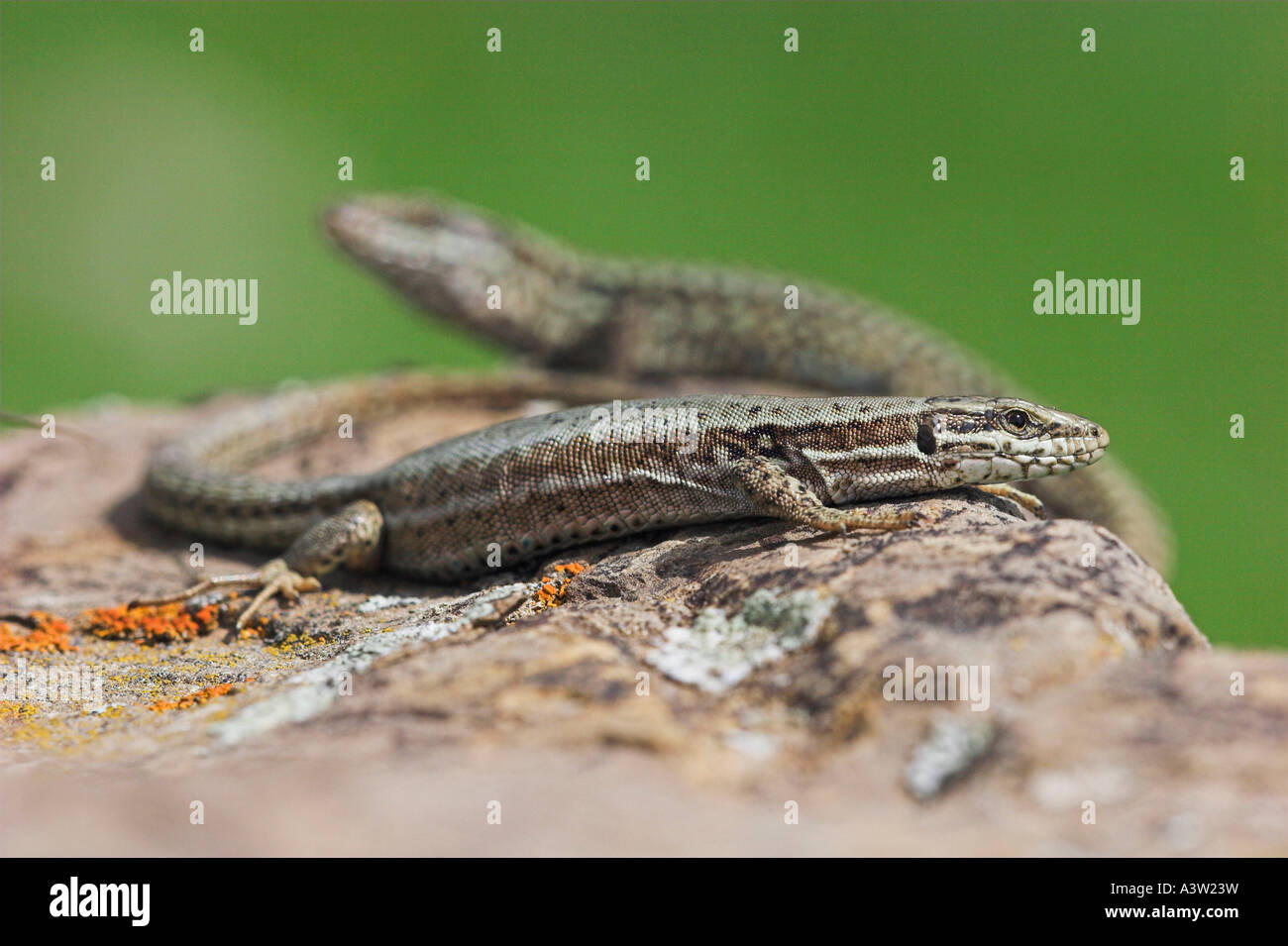 Wall Lizard Stock Photo - Alamy