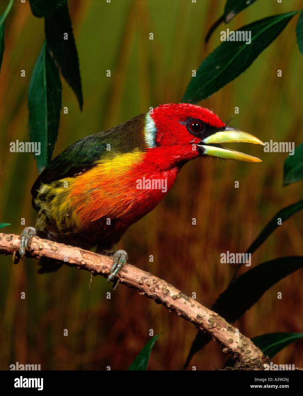 Red-headed Barbet Stock Photo - Alamy