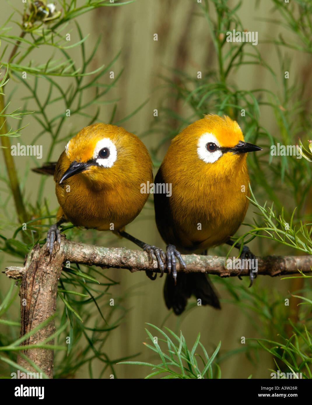 African Yellow White-eye Stock Photo - Alamy