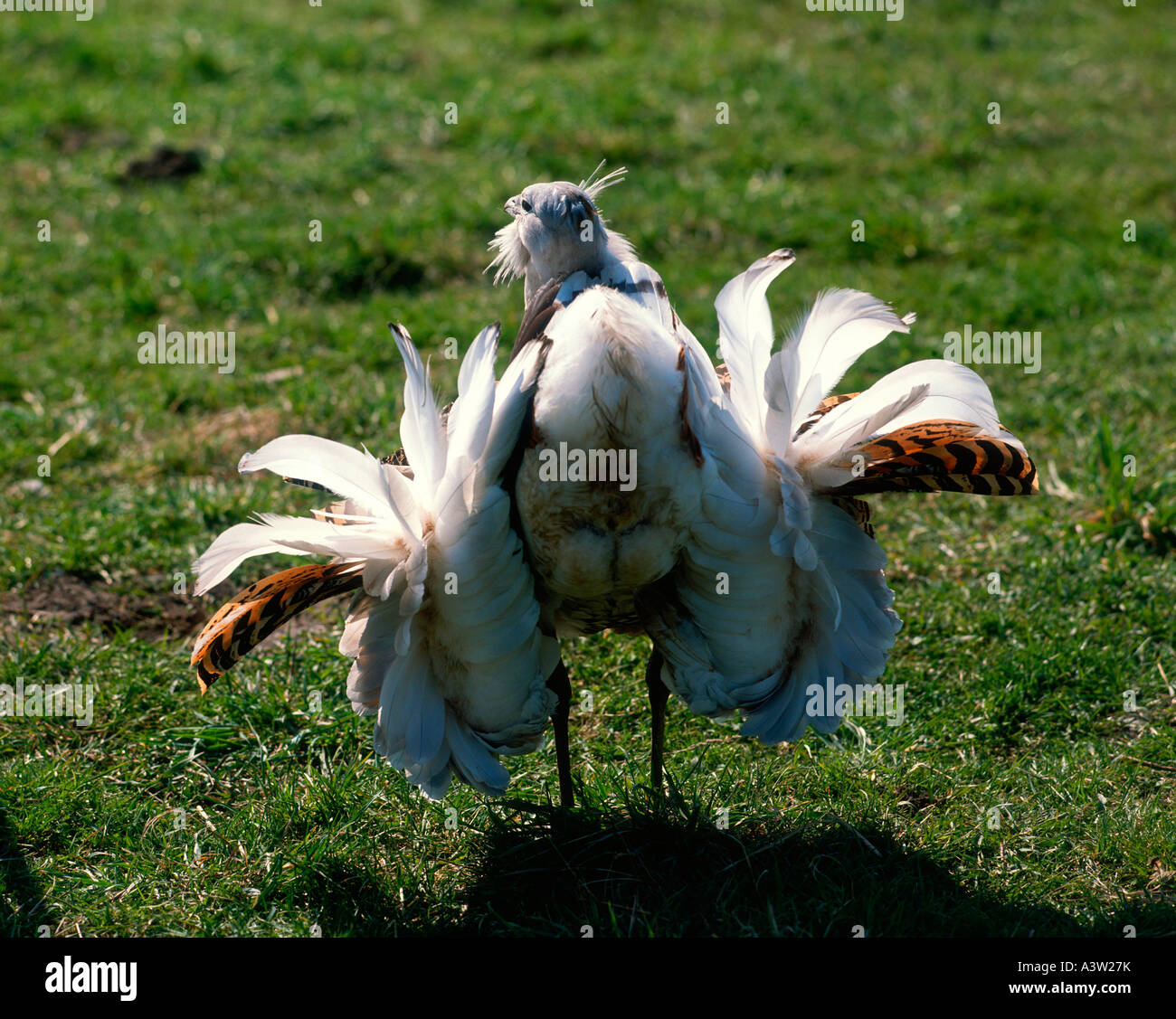 Behind bustard hi-res stock photography and images - Alamy