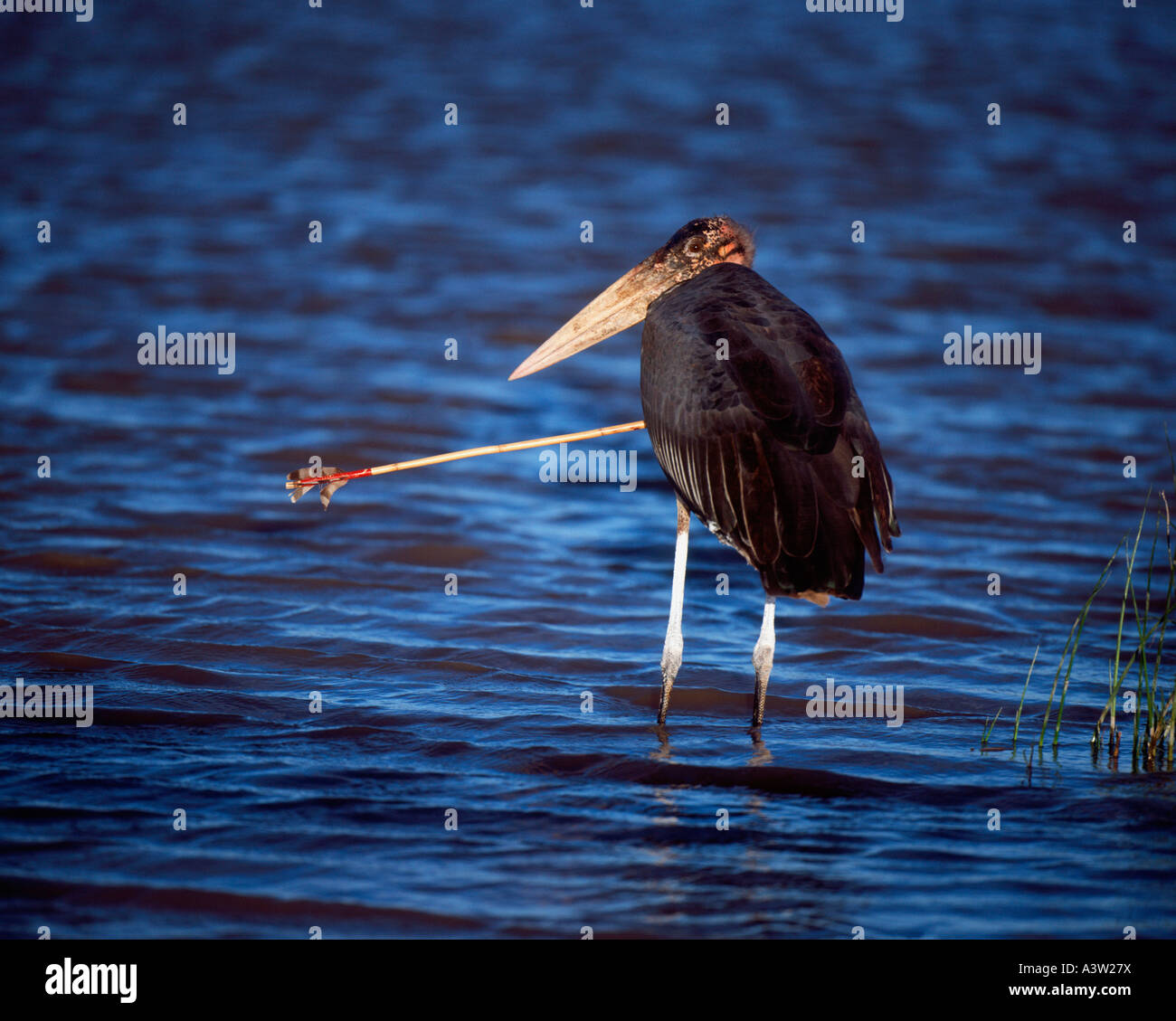Masai arrow hi-res stock photography and images - Alamy