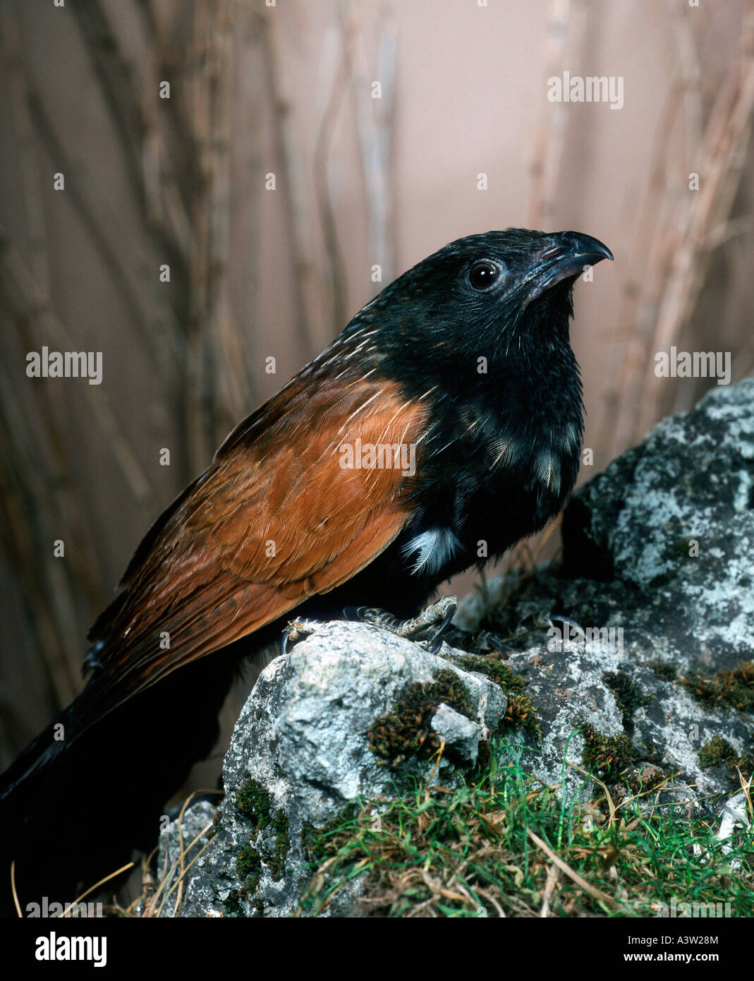 Lesser Coucal Stock Photo - Alamy
