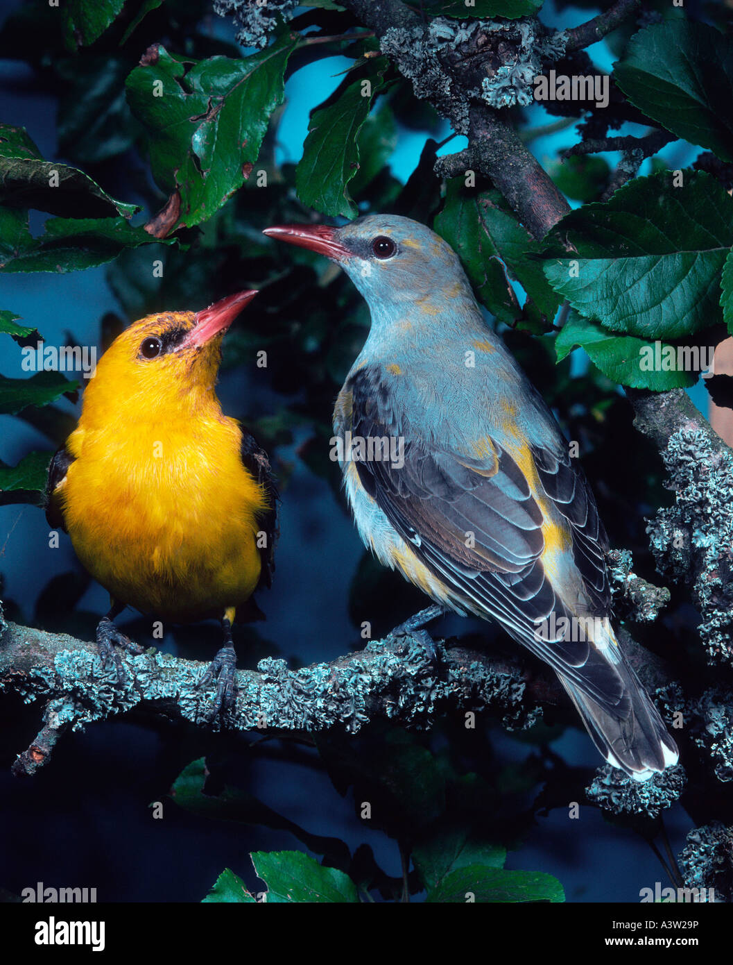 Golden Oriole Stock Photo - Alamy
