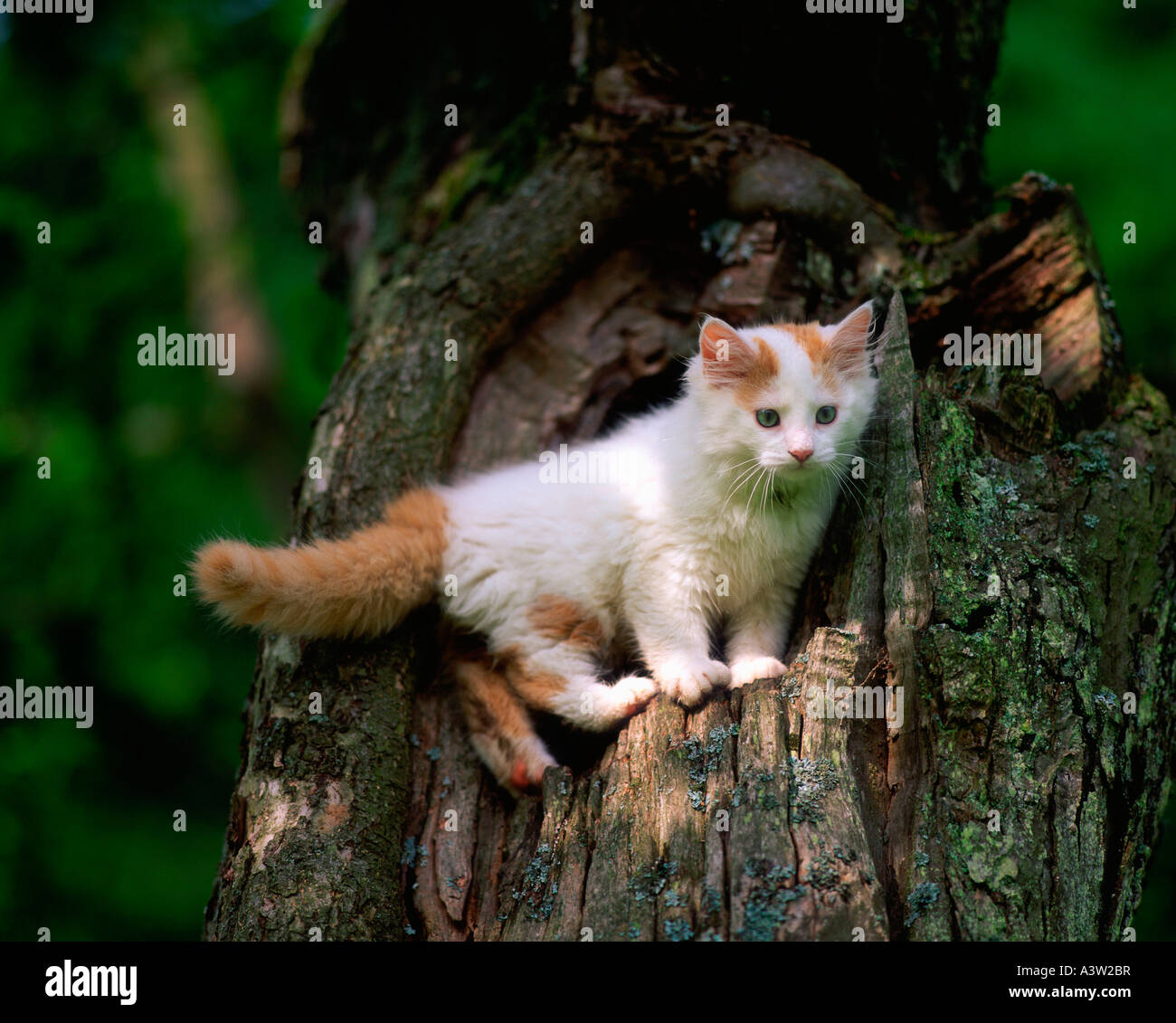 Domestic Cat Stock Photo - Alamy
