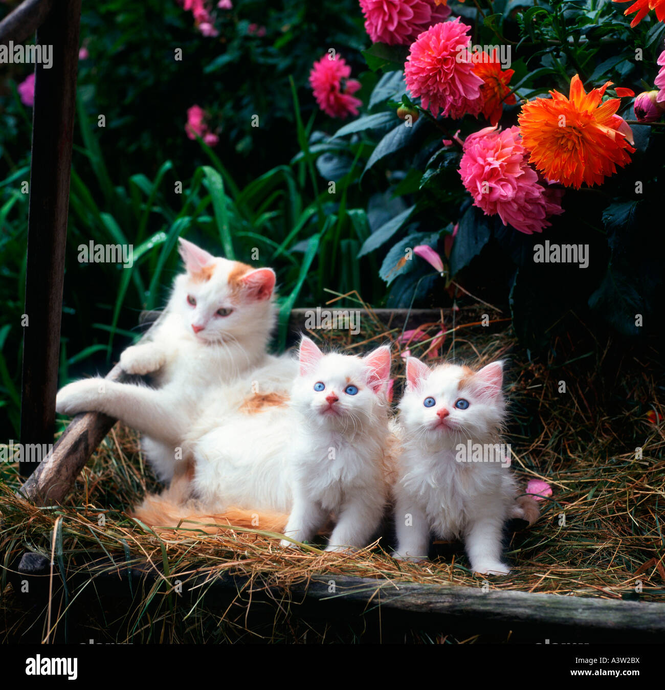 Domestic Cat Stock Photo - Alamy