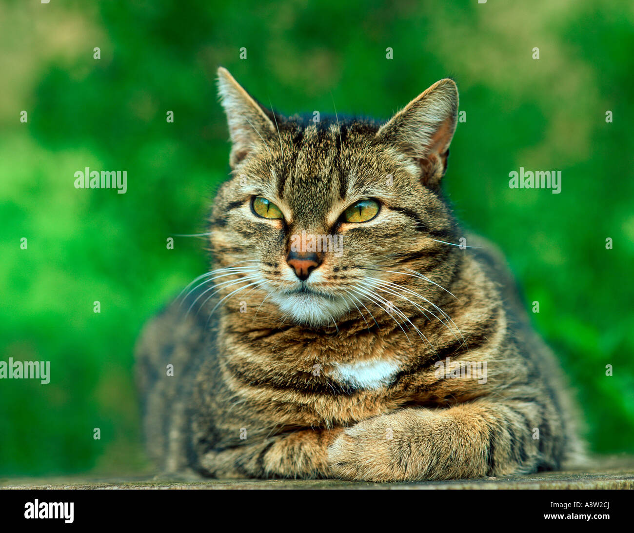 Domestic Cat Stock Photo - Alamy