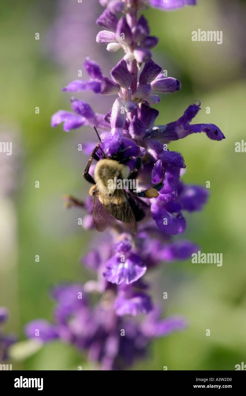 Chinese lilac syringa chinensis hi-res stock photography and images - Alamy