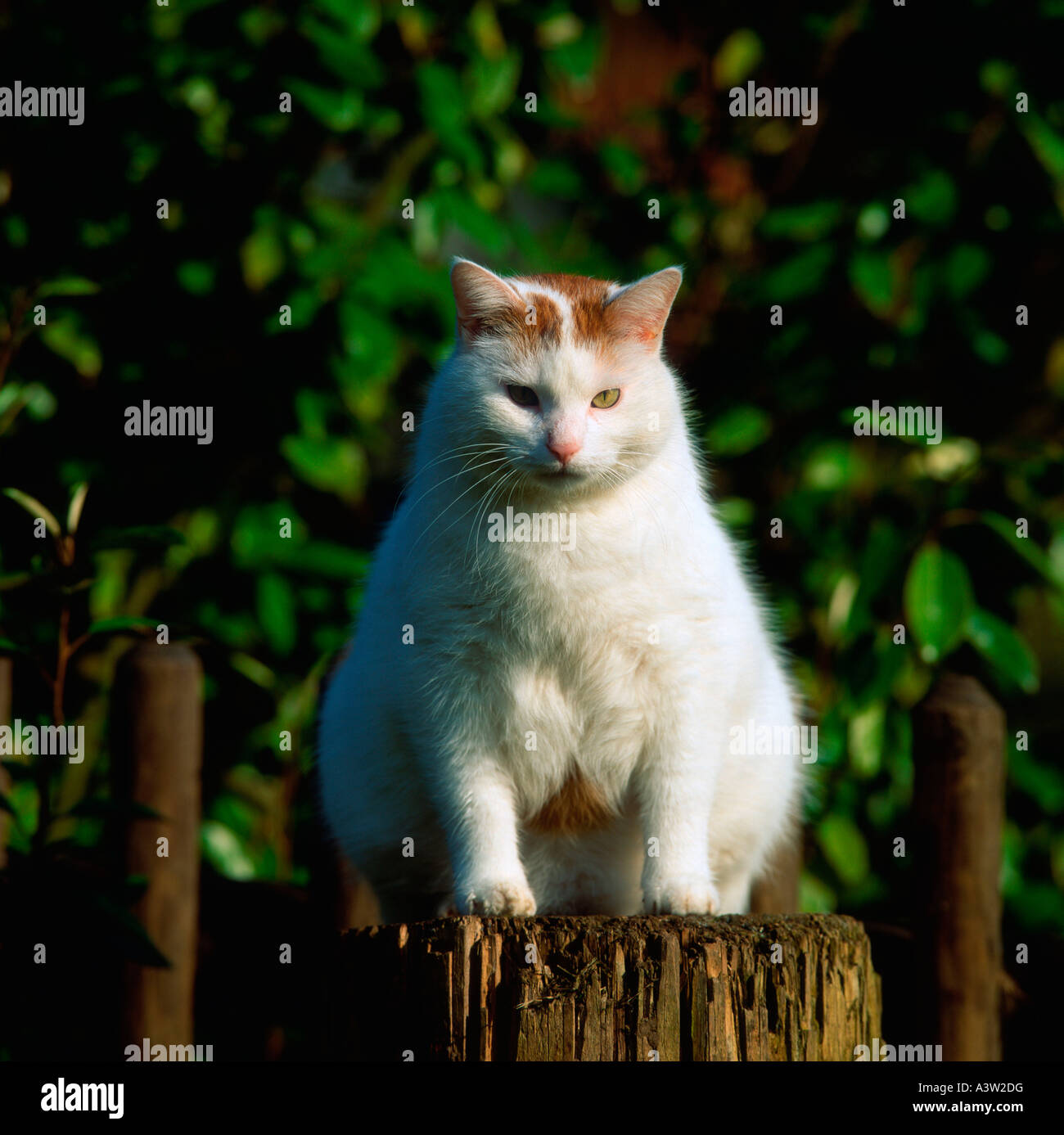 Domestic Cat Stock Photo - Alamy