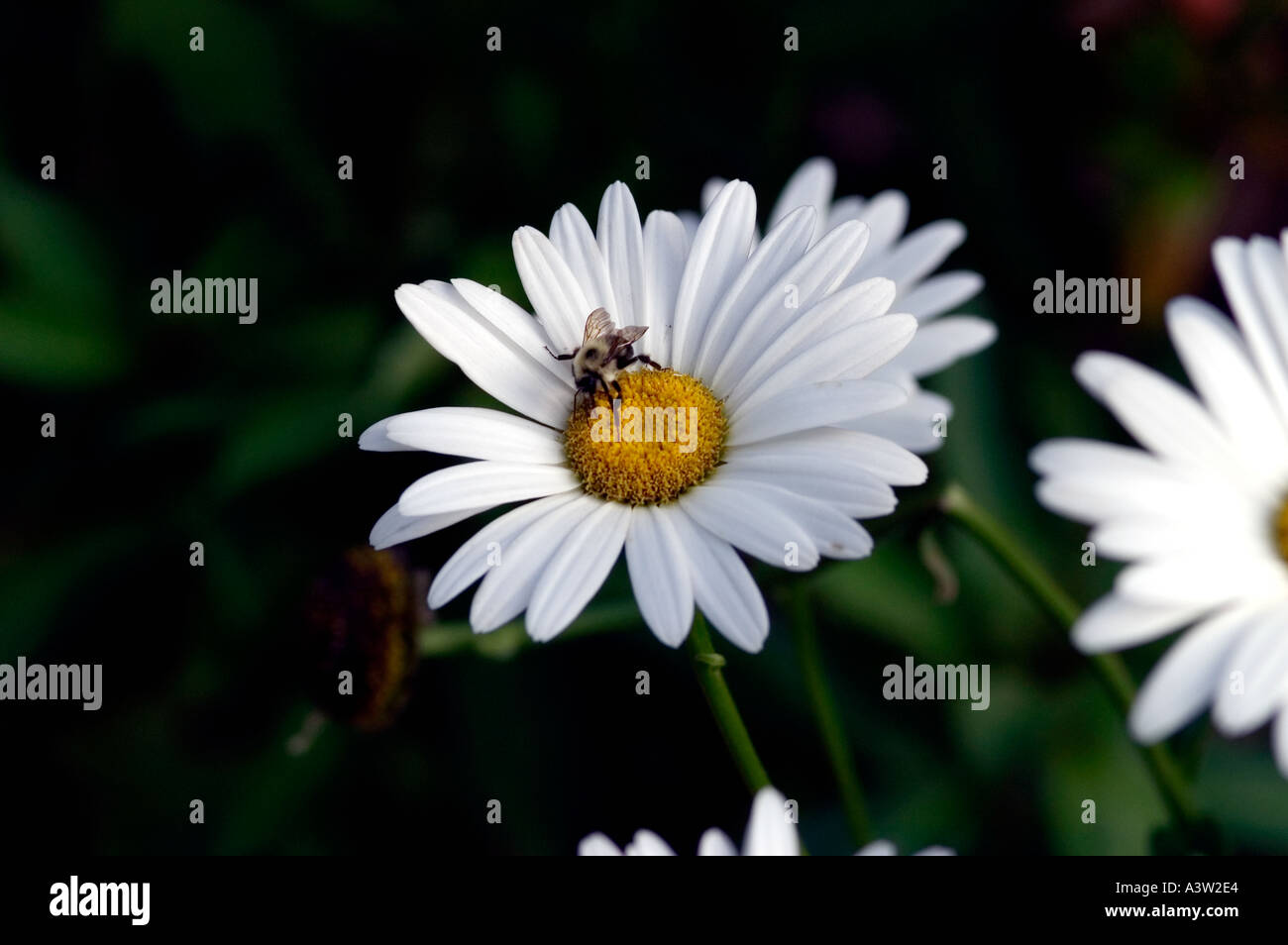 Daisy with bee Stock Photo - Alamy