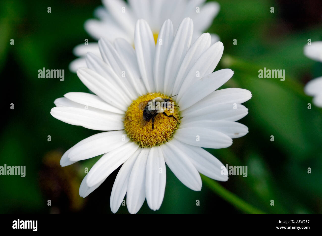 Daisy with bee Stock Photo - Alamy