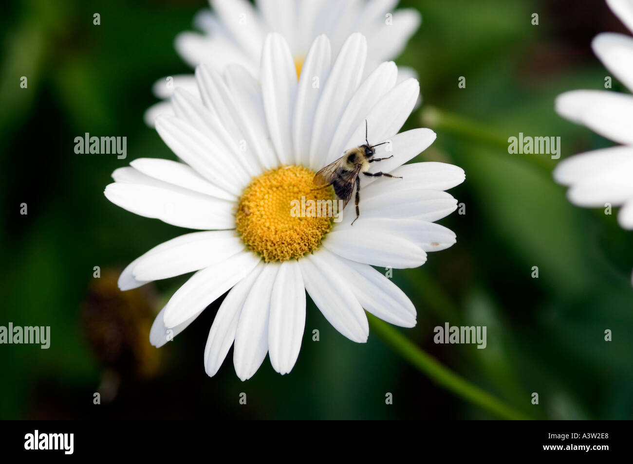 Daisy with bee Stock Photo - Alamy