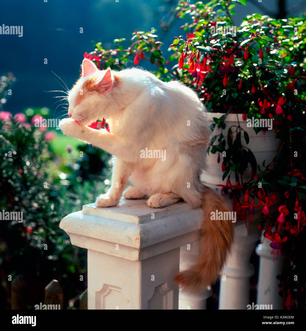 Domestic Cat Stock Photo - Alamy