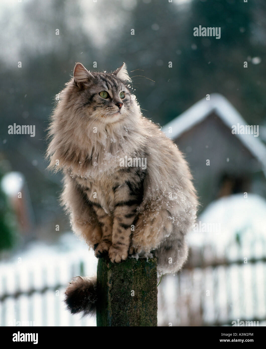 Domestic Cat Stock Photo - Alamy