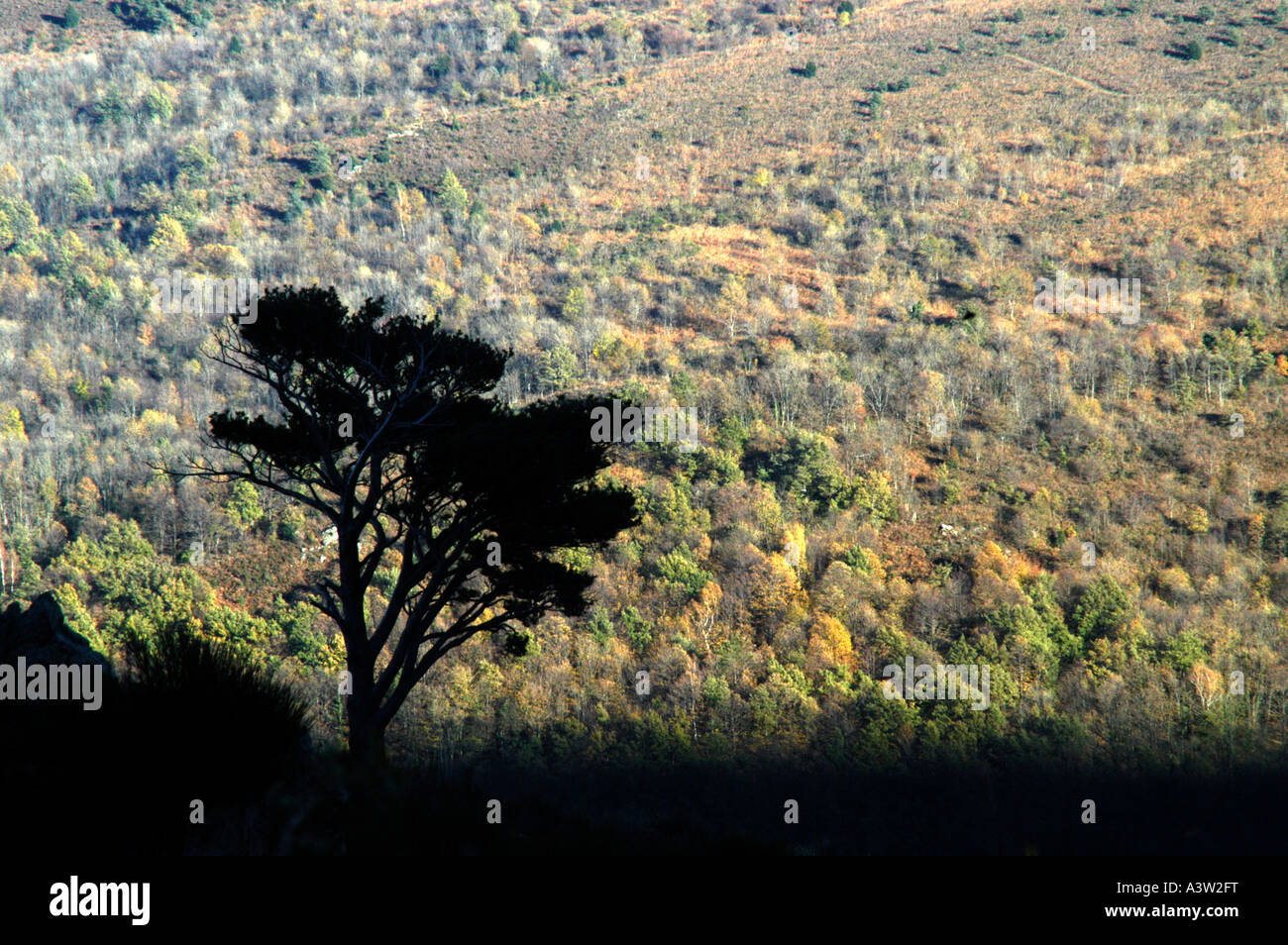 Black tree overlooking valley Stock Photo - Alamy