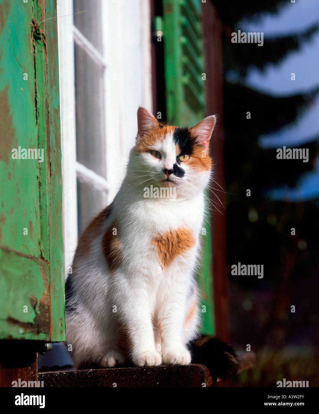Domestic Cat Stock Photo - Alamy